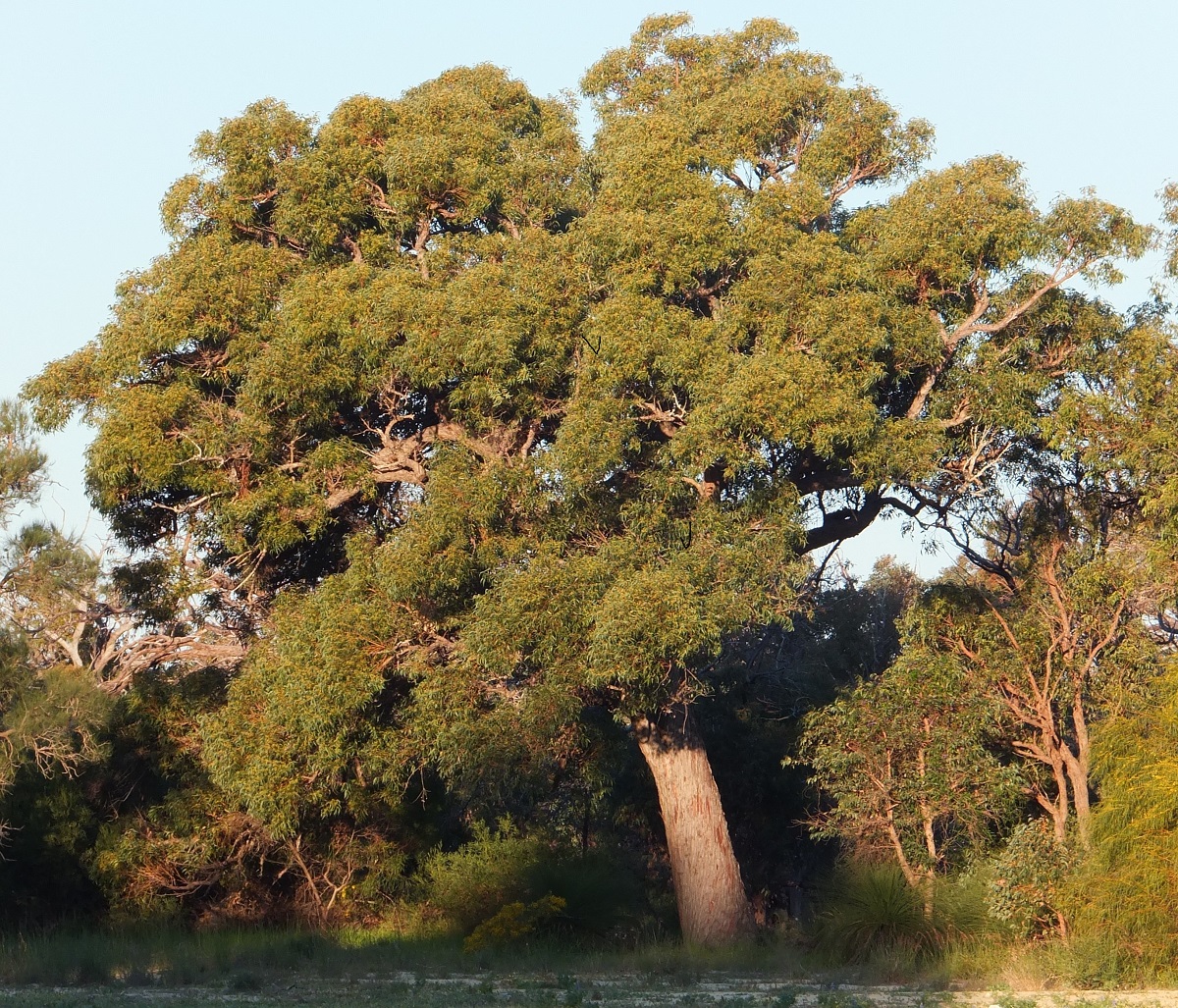 Jarrah (Eucalyptus marginata) - Robert Powell Tree Pictures