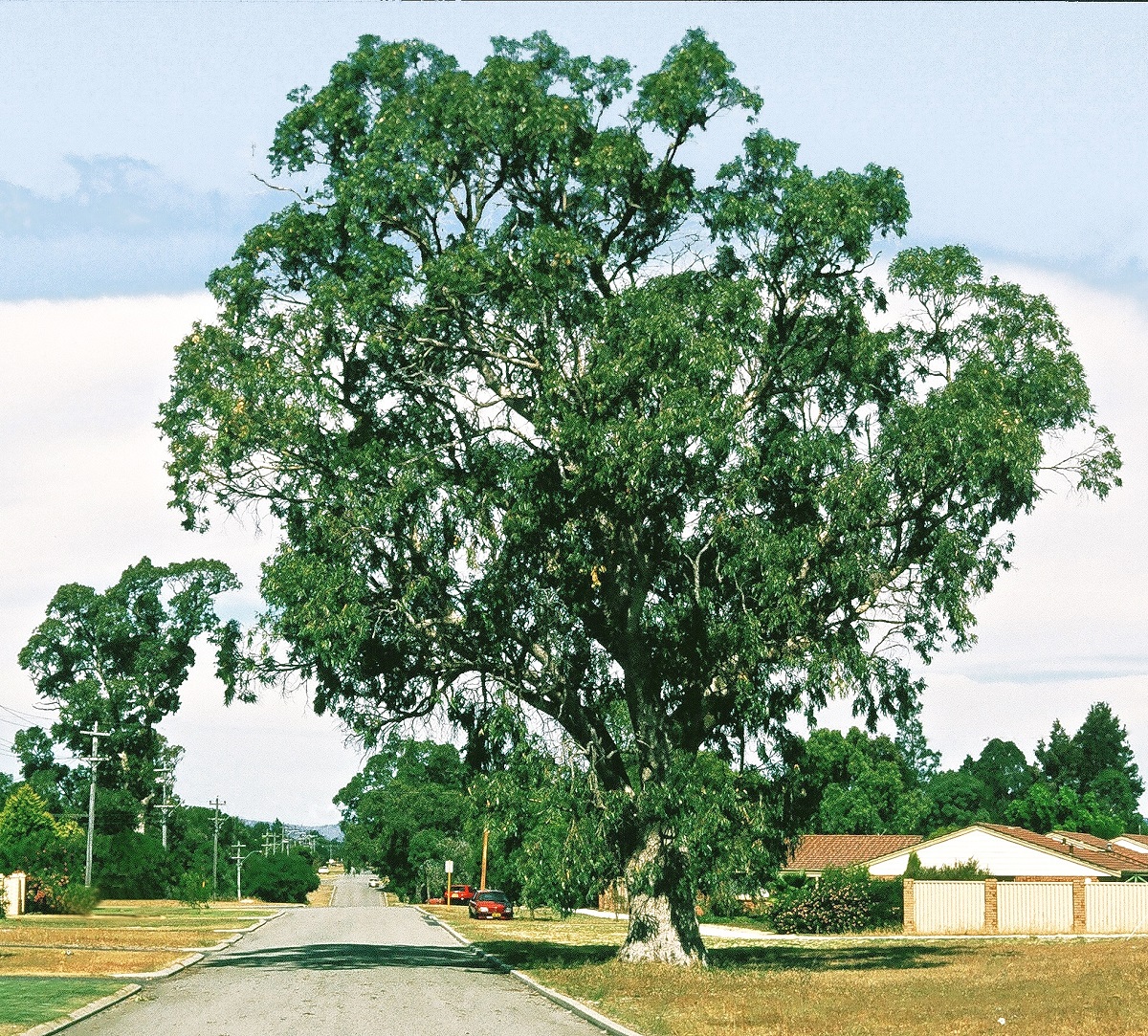 Tuart (Eucalyptus gomphocephala) – Robert Powell Tree Pictures
