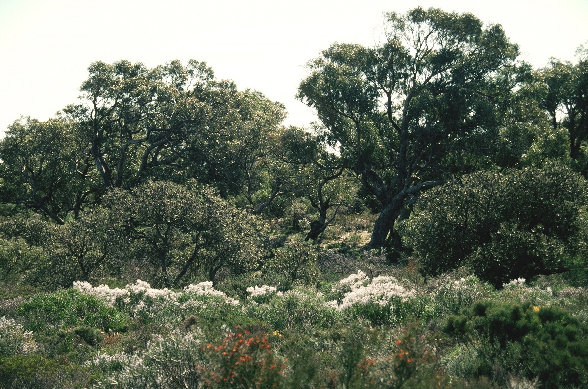 Tuart (Eucalyptus gomphocephala) – Robert Powell Tree Pictures