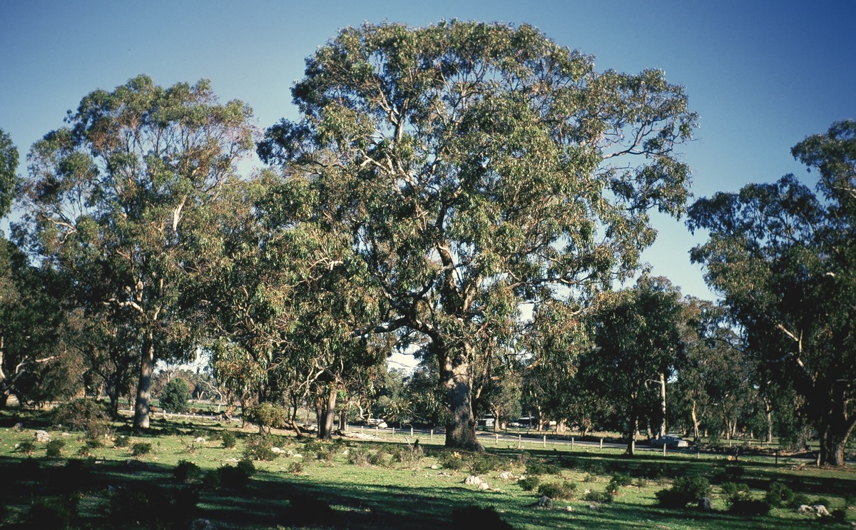 Tuart (Eucalyptus gomphocephala) – Robert Powell Tree Pictures