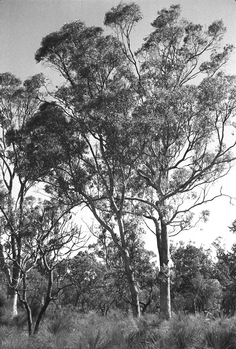 Tuart (Eucalyptus gomphocephala) – Robert Powell Tree Pictures