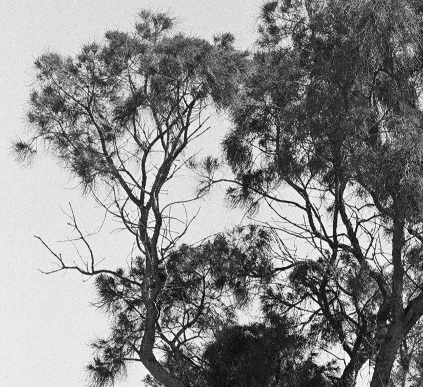 Common sheoak (Allocasuarina fraseriana) – Robert Powell Tree Pictures