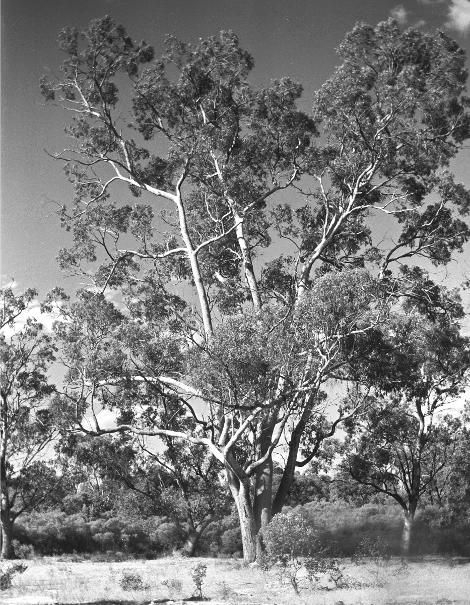 Tuart (Eucalyptus gomphocephala) – Robert Powell Tree Pictures