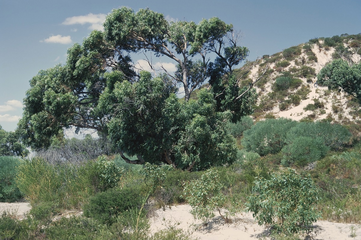 Tuart (Eucalyptus gomphocephala) – Robert Powell Tree Pictures