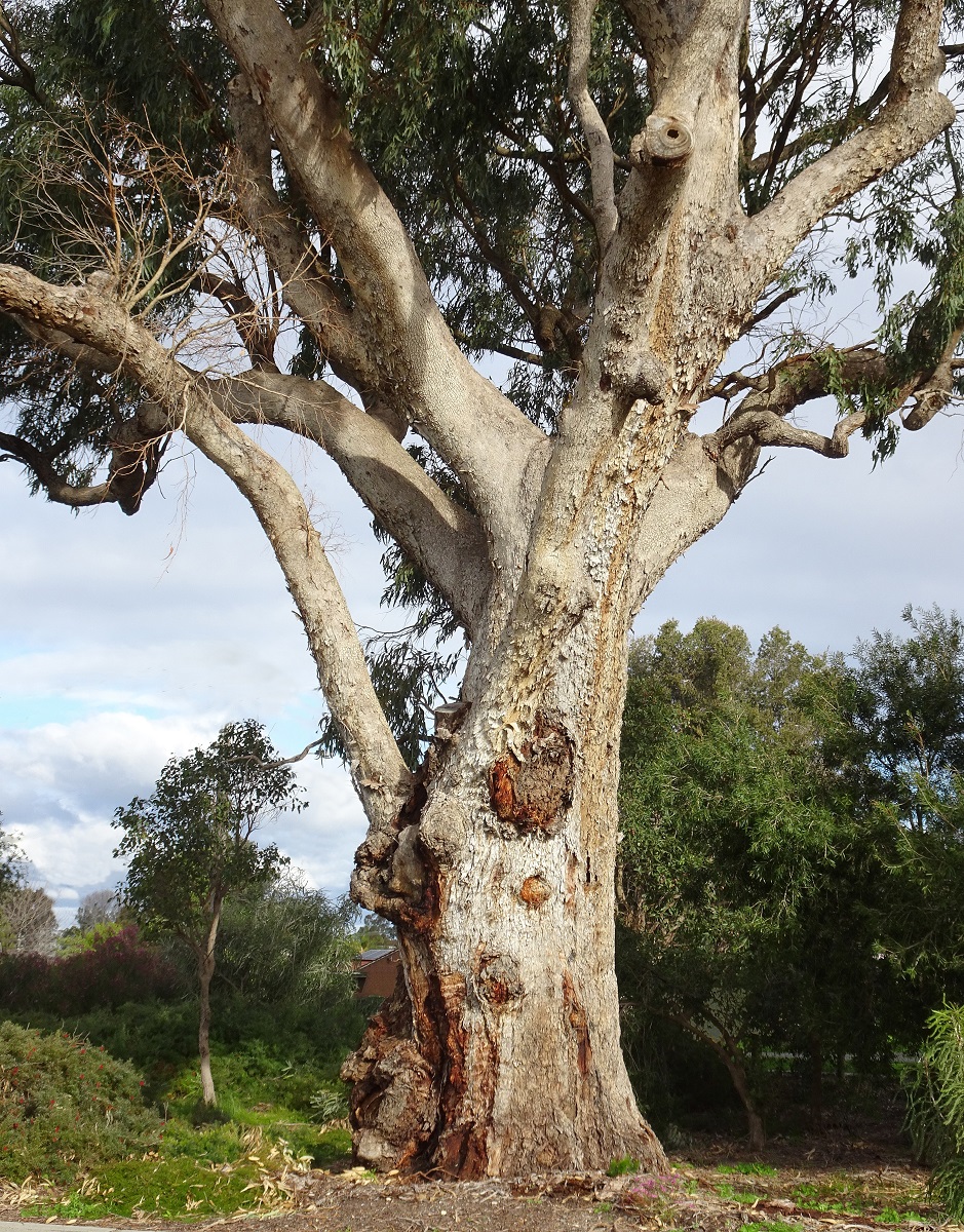Tuart (Eucalyptus gomphocephala) – Robert Powell Tree Pictures
