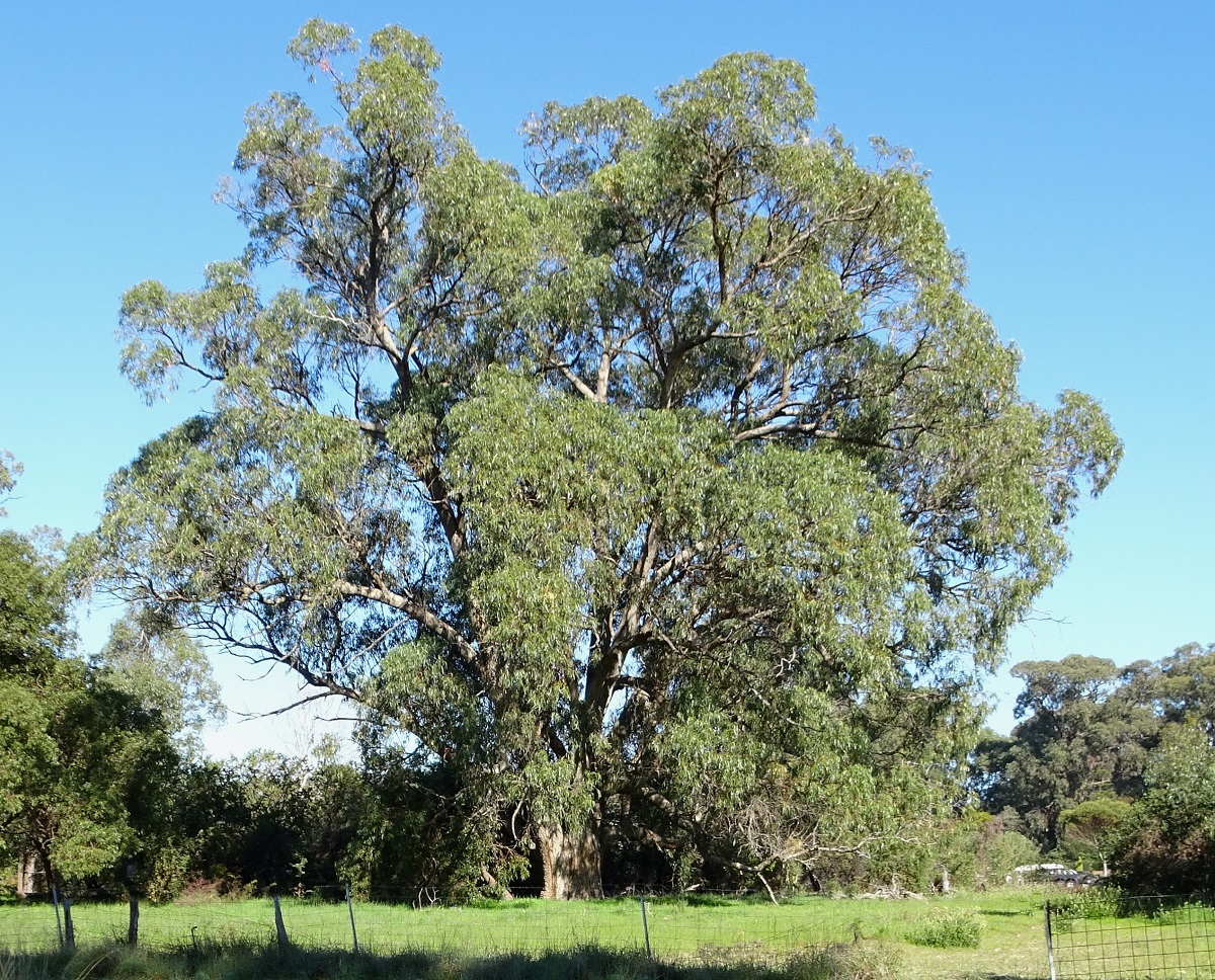 Tuart (Eucalyptus gomphocephala) – Robert Powell Tree Pictures