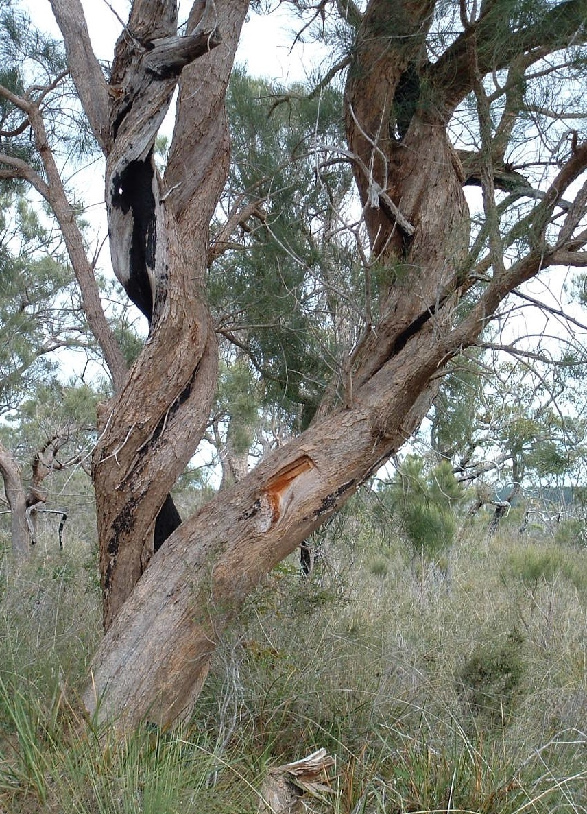 Common sheoak (Allocasuarina fraseriana) – Robert Powell Tree Pictures