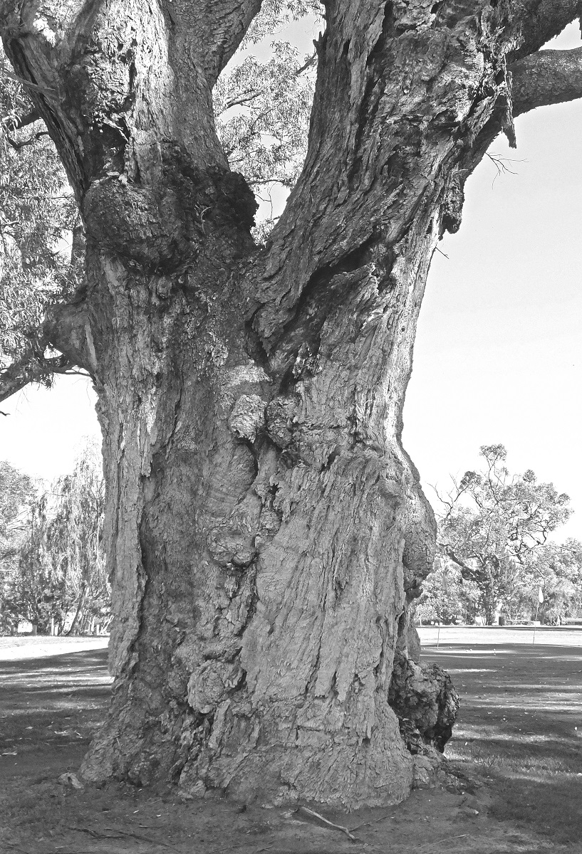 Tuart (Eucalyptus gomphocephala) – Robert Powell Tree Pictures