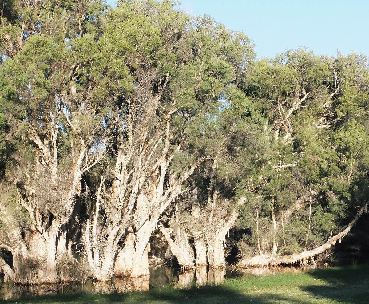 Freshwater paperbark (Melaleuca rhaphiophylla) – Robert Powell Tree Pictures
