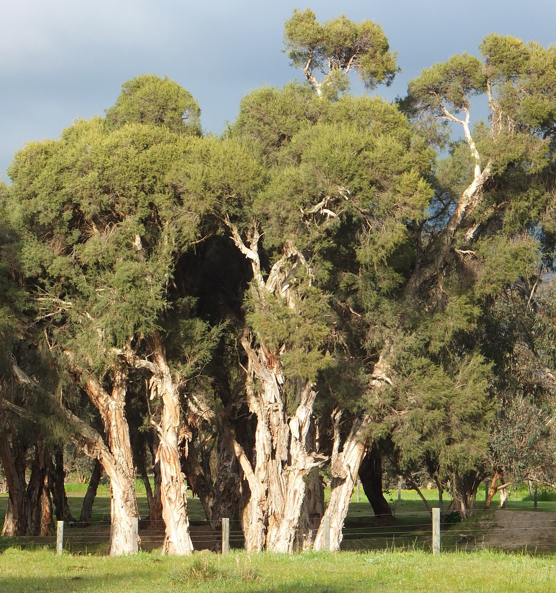 Freshwater paperbark (Melaleuca rhaphiophylla) – Robert Powell Tree ...
