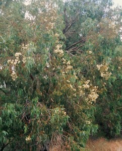 Tuart (Eucalyptus gomphocephala) – Robert Powell Tree Pictures