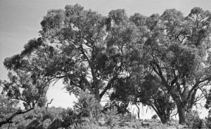 Tuart (Eucalyptus gomphocephala) – Robert Powell Tree Pictures