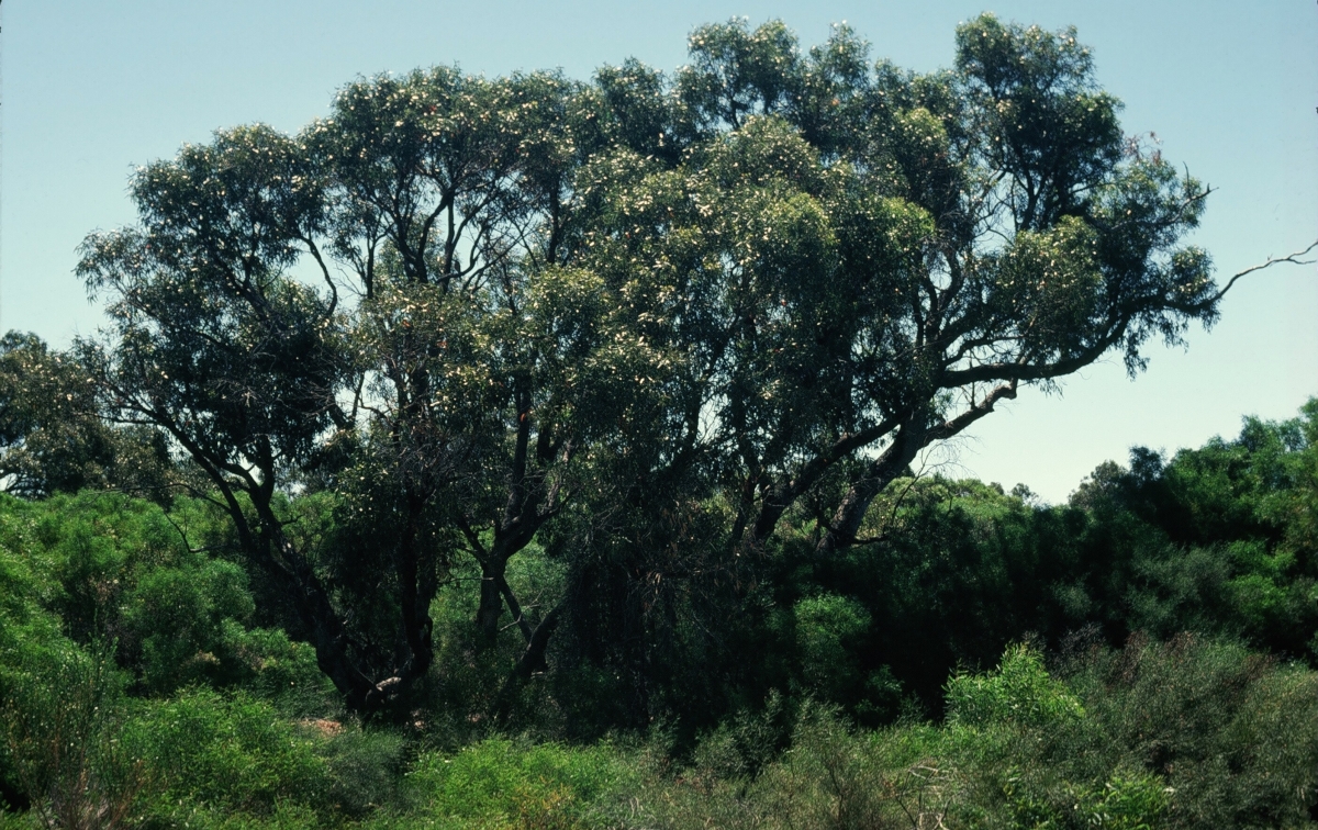 Tuart (Eucalyptus gomphocephala) – Robert Powell Tree Pictures