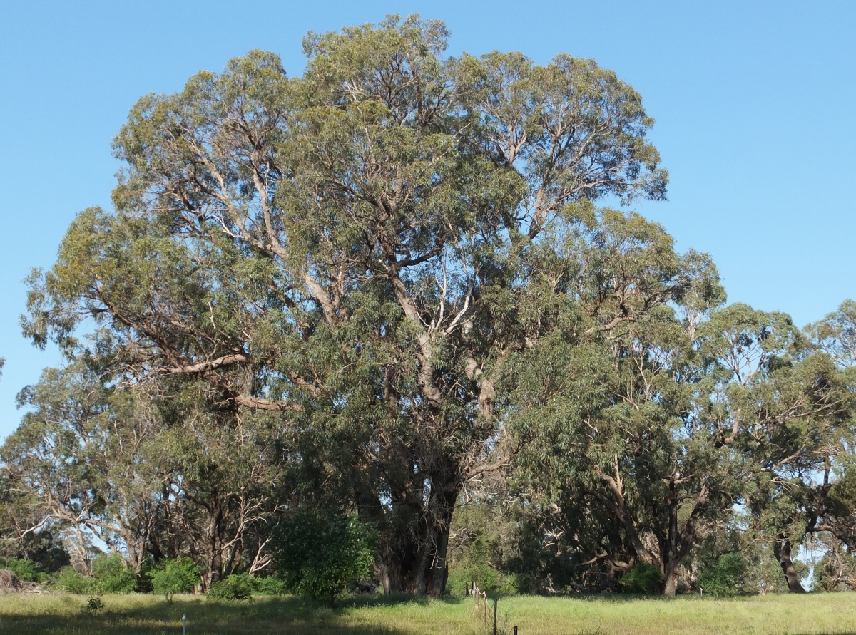 Tuart (Eucalyptus gomphocephala) – Robert Powell Tree Pictures