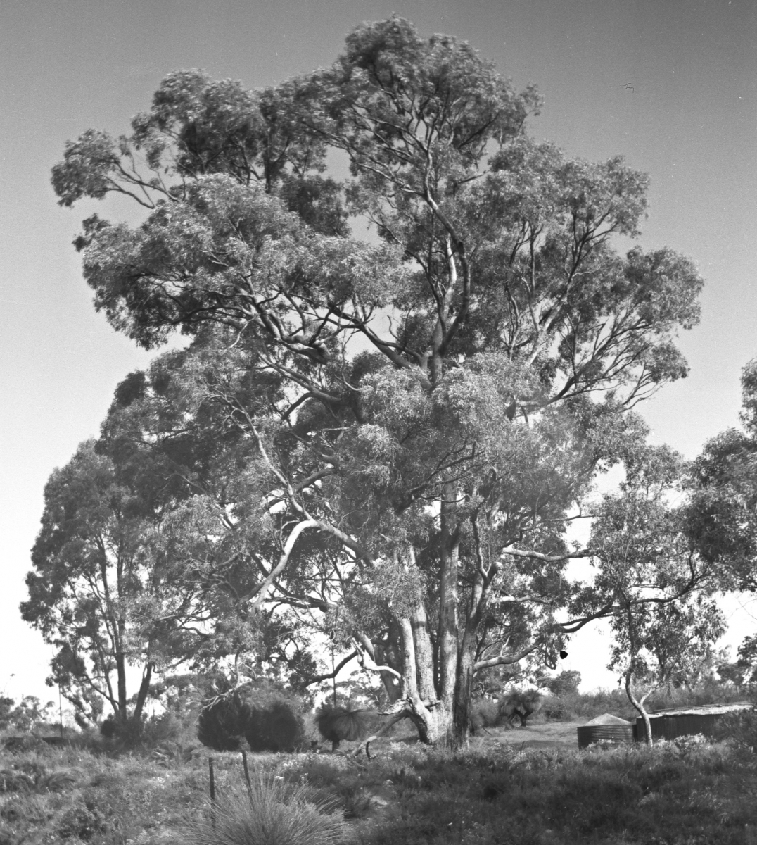 Tuart (Eucalyptus gomphocephala) – Robert Powell Tree Pictures