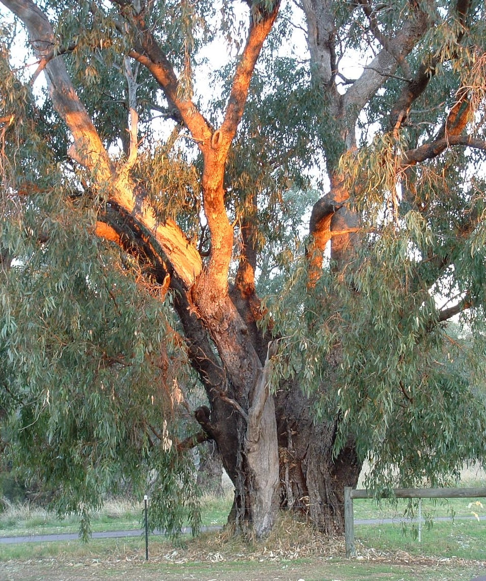 Tuart (Eucalyptus gomphocephala) – Robert Powell Tree Pictures