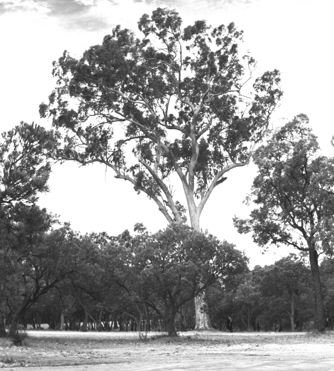 Tuart (Eucalyptus gomphocephala) – Robert Powell Tree Pictures