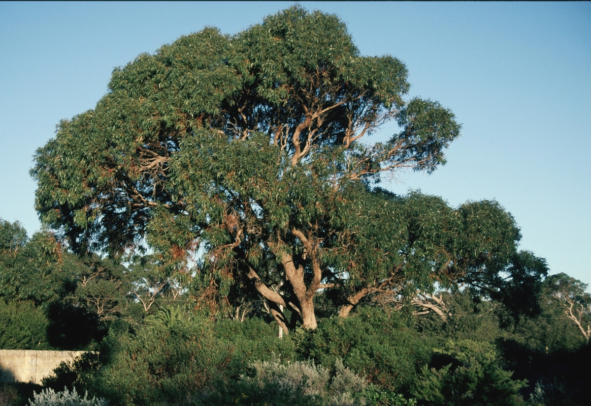 Tuart (Eucalyptus gomphocephala) – Robert Powell Tree Pictures