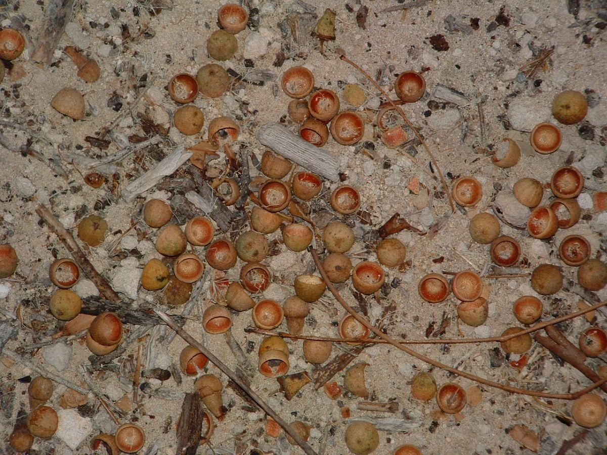 Tuart (Eucalyptus gomphocephala) – Robert Powell Tree Pictures