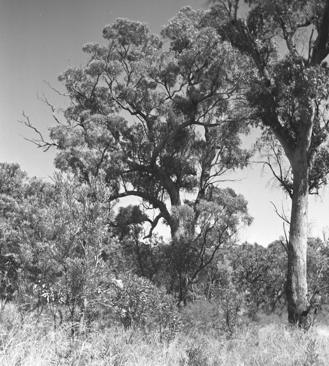 Tuart (Eucalyptus gomphocephala) – Robert Powell Tree Pictures