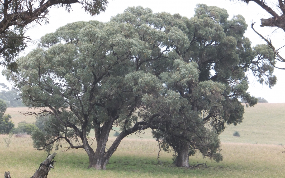 Tuart (Eucalyptus gomphocephala) – Robert Powell Tree Pictures