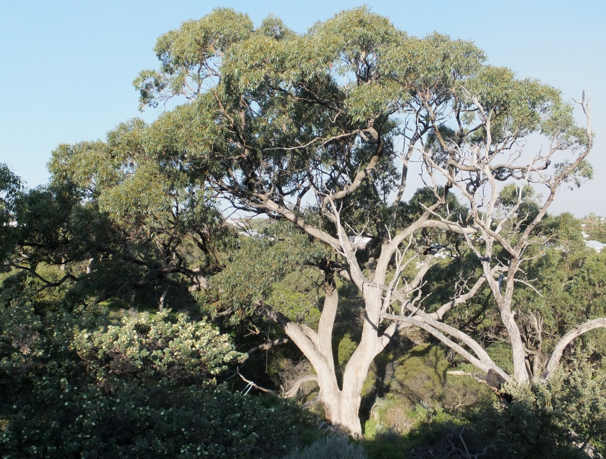 Tuart (Eucalyptus gomphocephala) – Robert Powell Tree Pictures