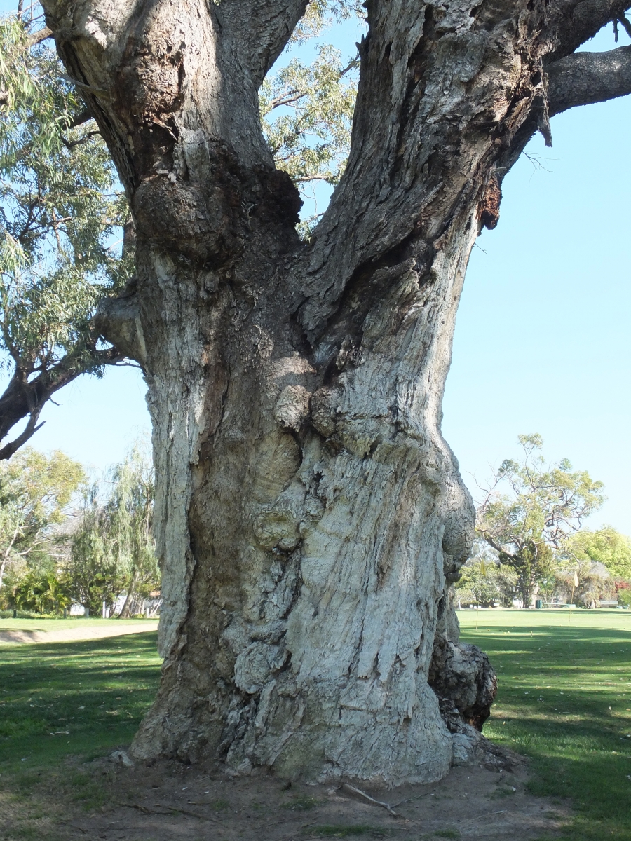 Tuart (Eucalyptus gomphocephala) - Robert Powell Tree Pictures