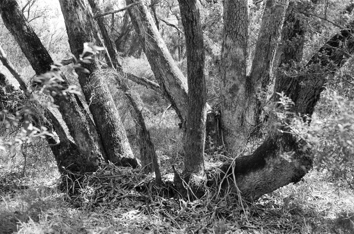 Tuart (Eucalyptus gomphocephala) – Robert Powell Tree Pictures