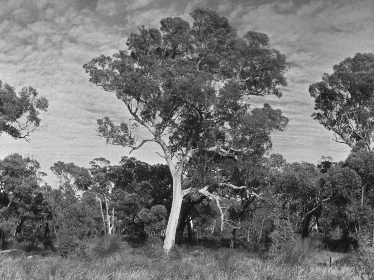 Tuart (Eucalyptus gomphocephala) – Robert Powell Tree Pictures