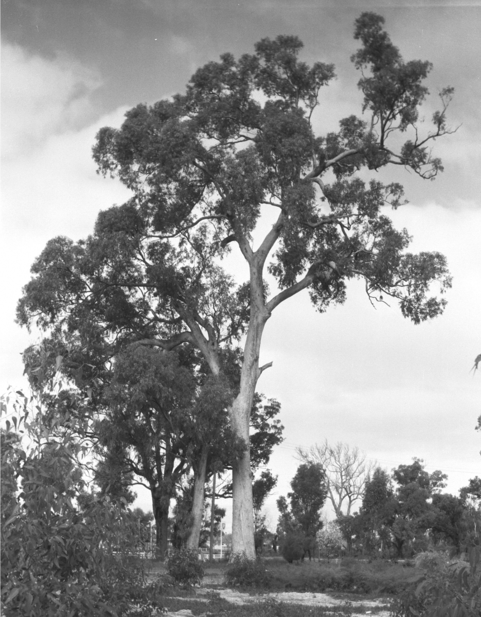 Tuart (Eucalyptus gomphocephala) – Robert Powell Tree Pictures
