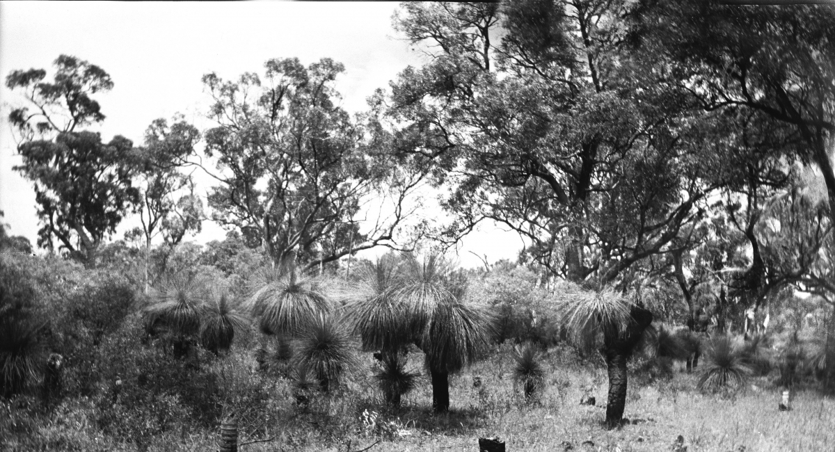 Tuart (Eucalyptus gomphocephala) – Robert Powell Tree Pictures