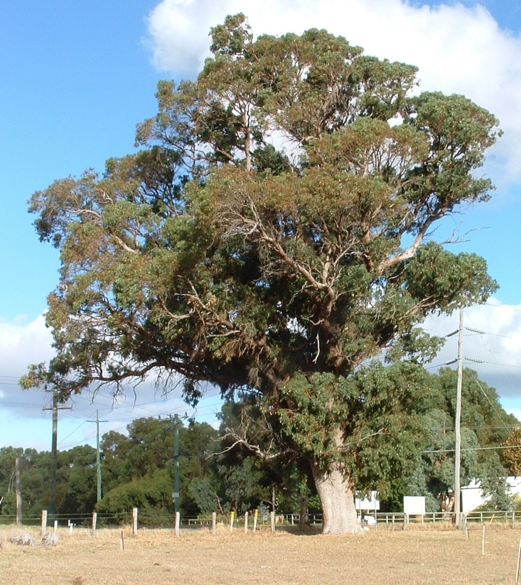 Tuart (Eucalyptus gomphocephala) – Robert Powell Tree Pictures
