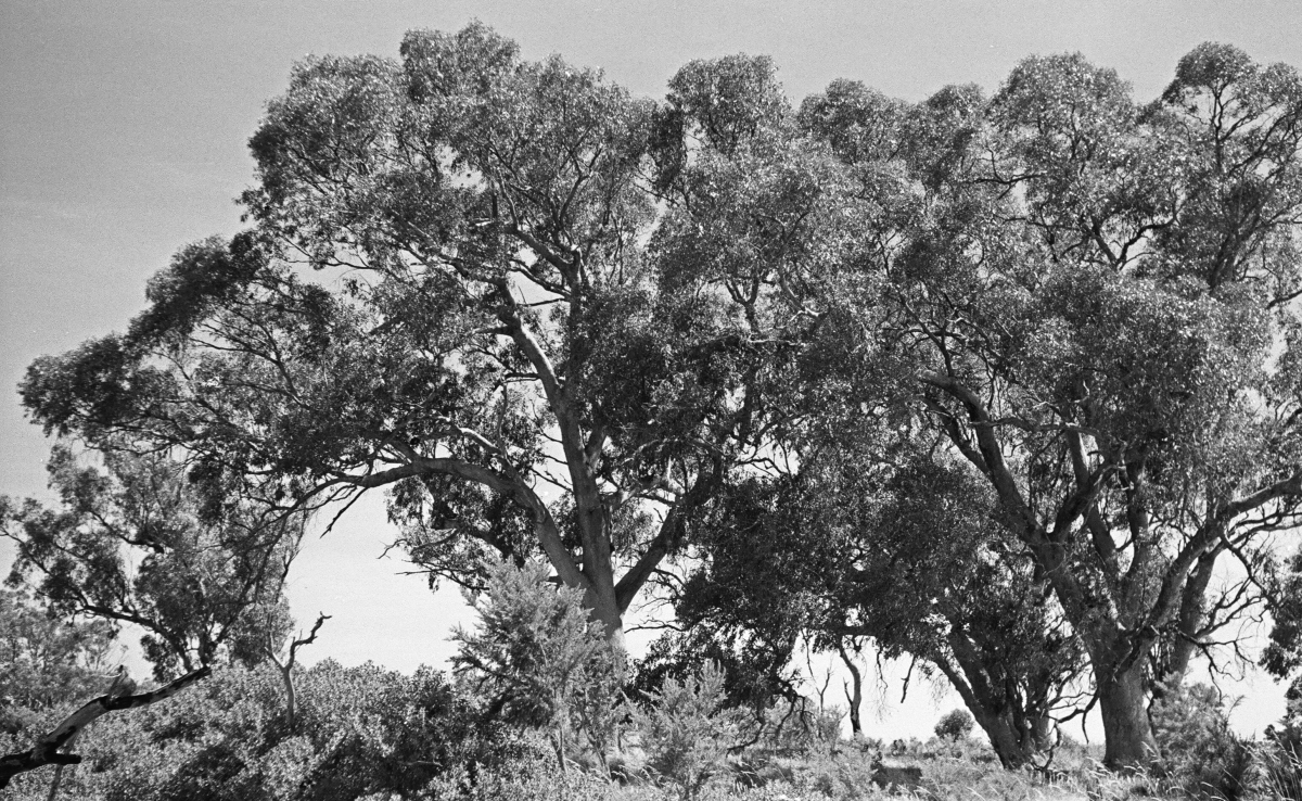 Tuart (Eucalyptus gomphocephala) – Robert Powell Tree Pictures