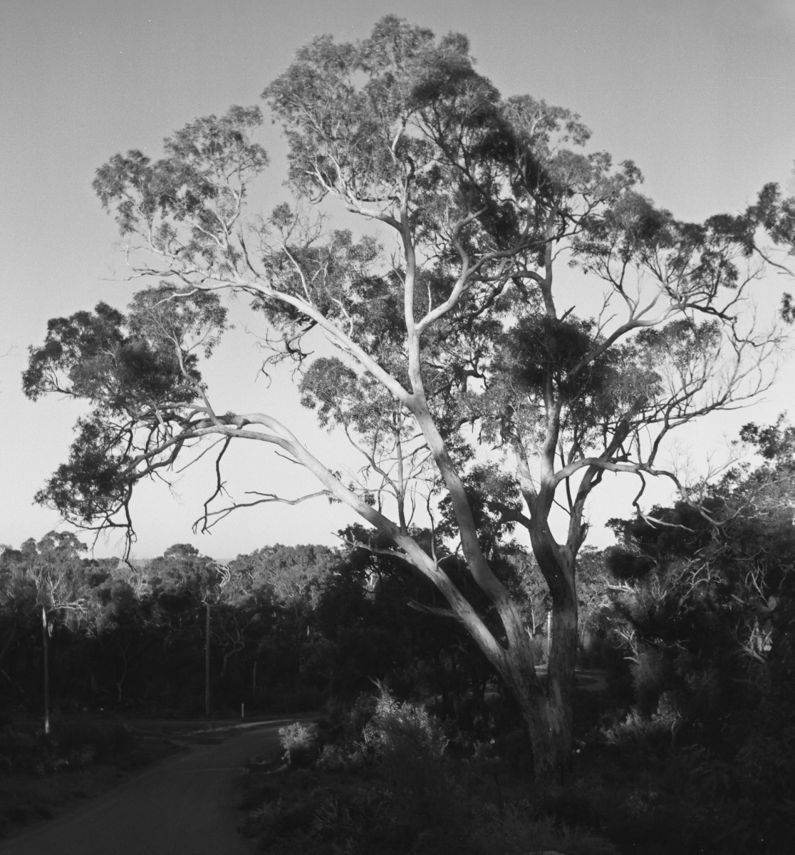 Tuart (Eucalyptus gomphocephala) – Robert Powell Tree Pictures
