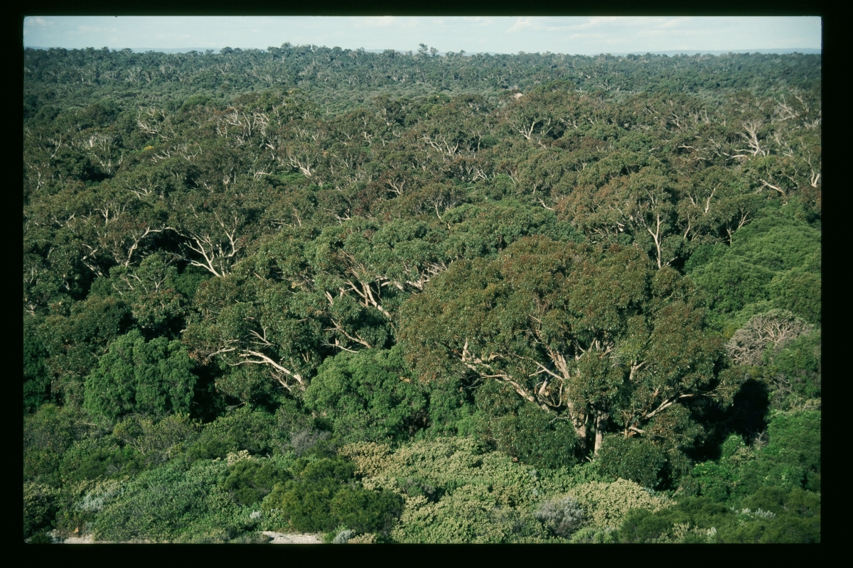 Tuart (Eucalyptus gomphocephala) – Robert Powell Tree Pictures