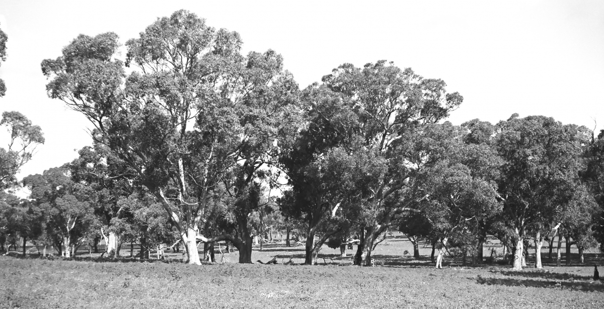 Tuart (Eucalyptus gomphocephala) – Robert Powell Tree Pictures