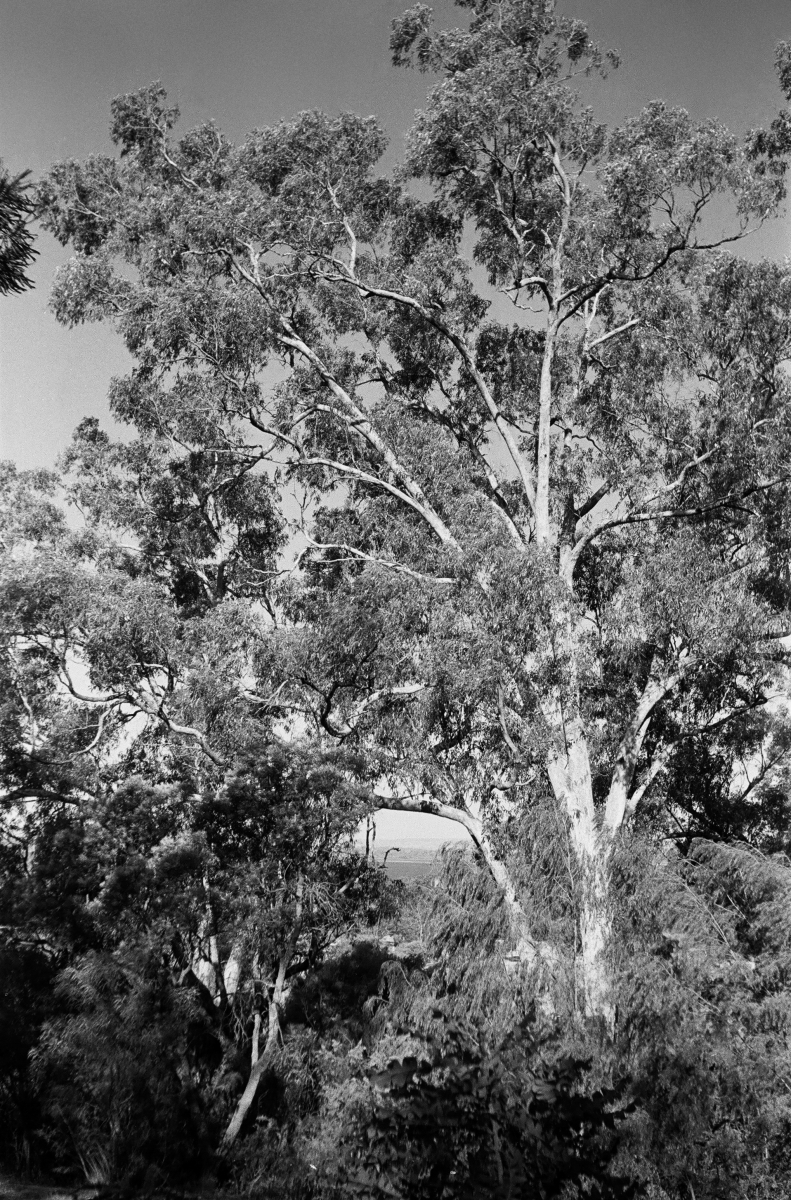 Tuart (Eucalyptus gomphocephala) – Robert Powell Tree Pictures