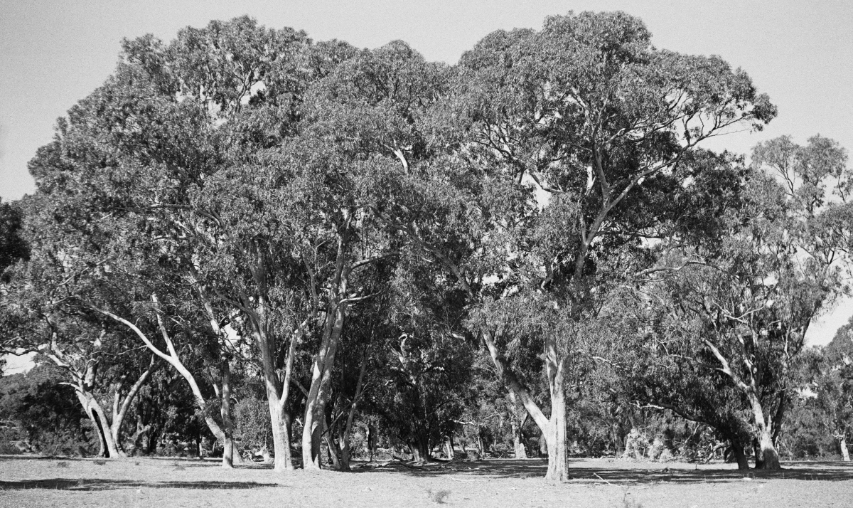 Tuart (Eucalyptus gomphocephala) – Robert Powell Tree Pictures