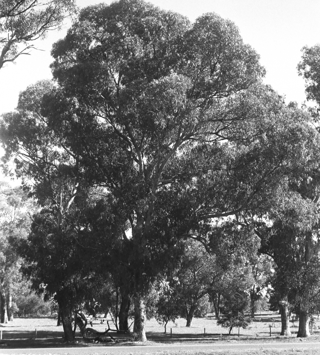 Tuart (Eucalyptus gomphocephala) – Robert Powell Tree Pictures