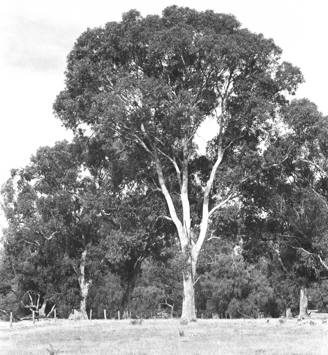 Tuart (Eucalyptus gomphocephala) – Robert Powell Tree Pictures