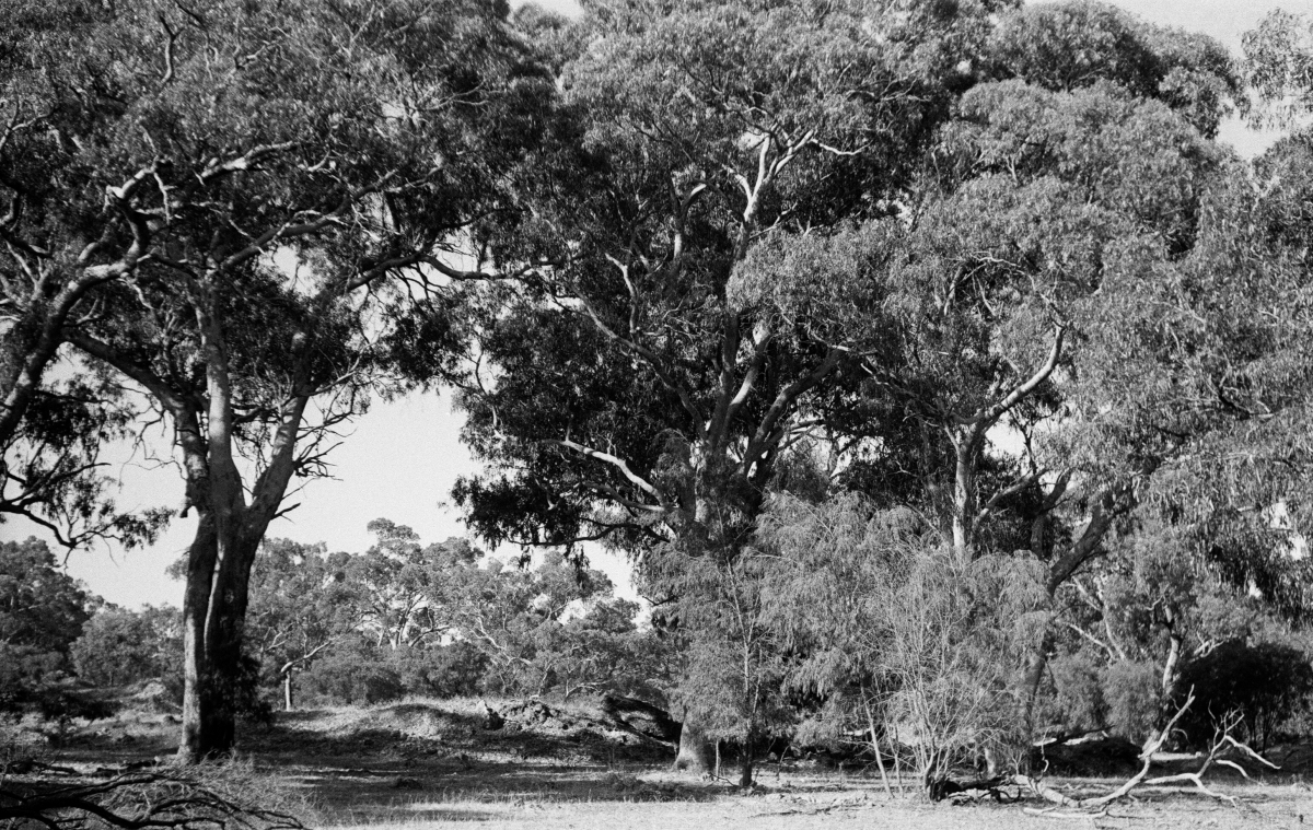 Tuart (Eucalyptus gomphocephala) – Robert Powell Tree Pictures
