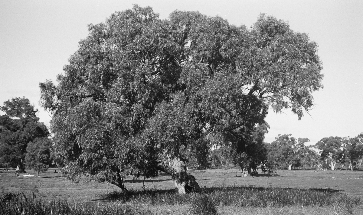 Tuart (Eucalyptus gomphocephala) – Robert Powell Tree Pictures
