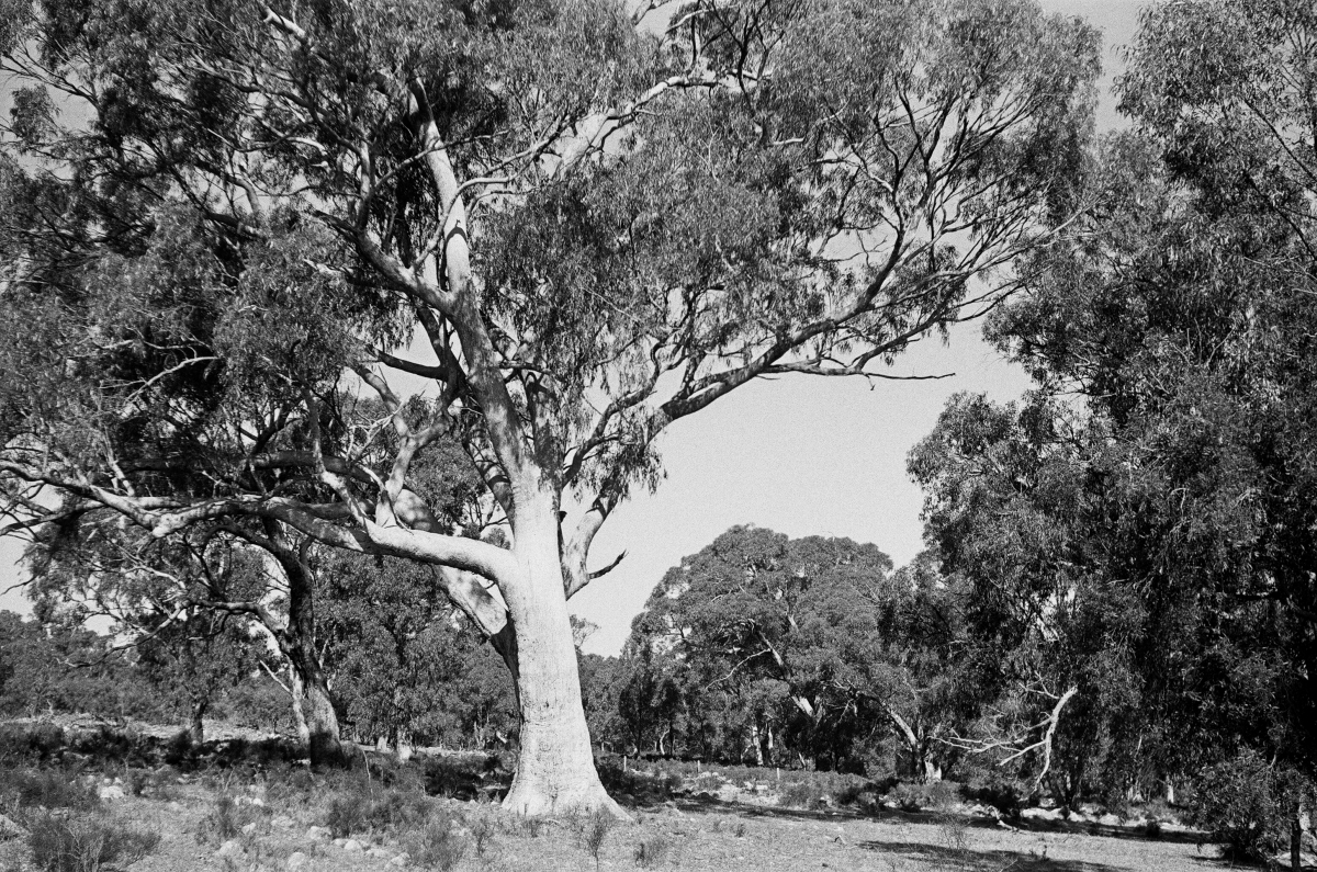 Tuart (Eucalyptus gomphocephala) – Robert Powell Tree Pictures