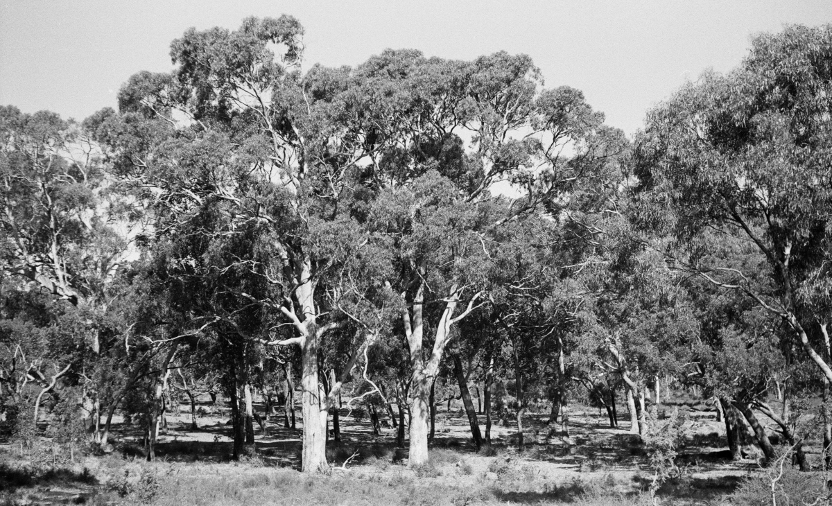 Tuart (Eucalyptus gomphocephala) – Robert Powell Tree Pictures