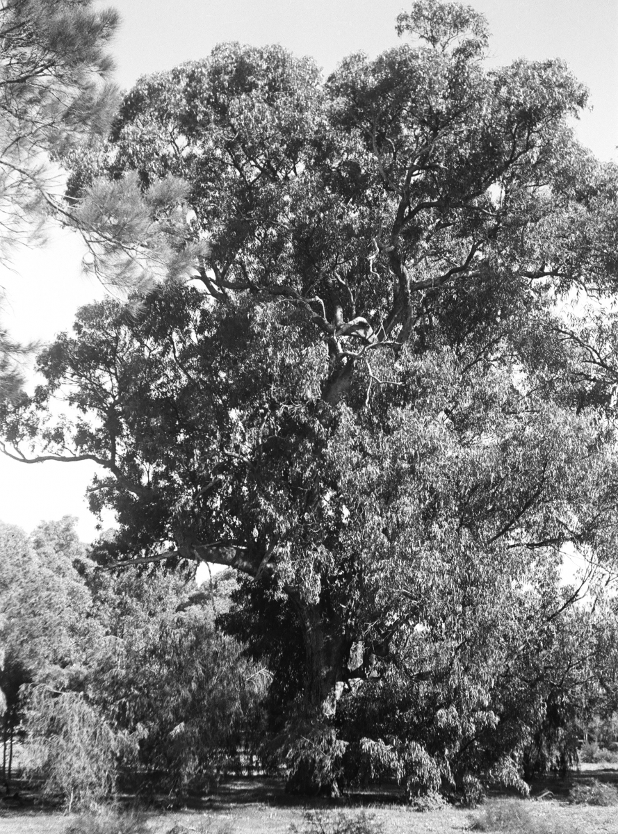 Tuart (Eucalyptus gomphocephala) – Robert Powell Tree Pictures