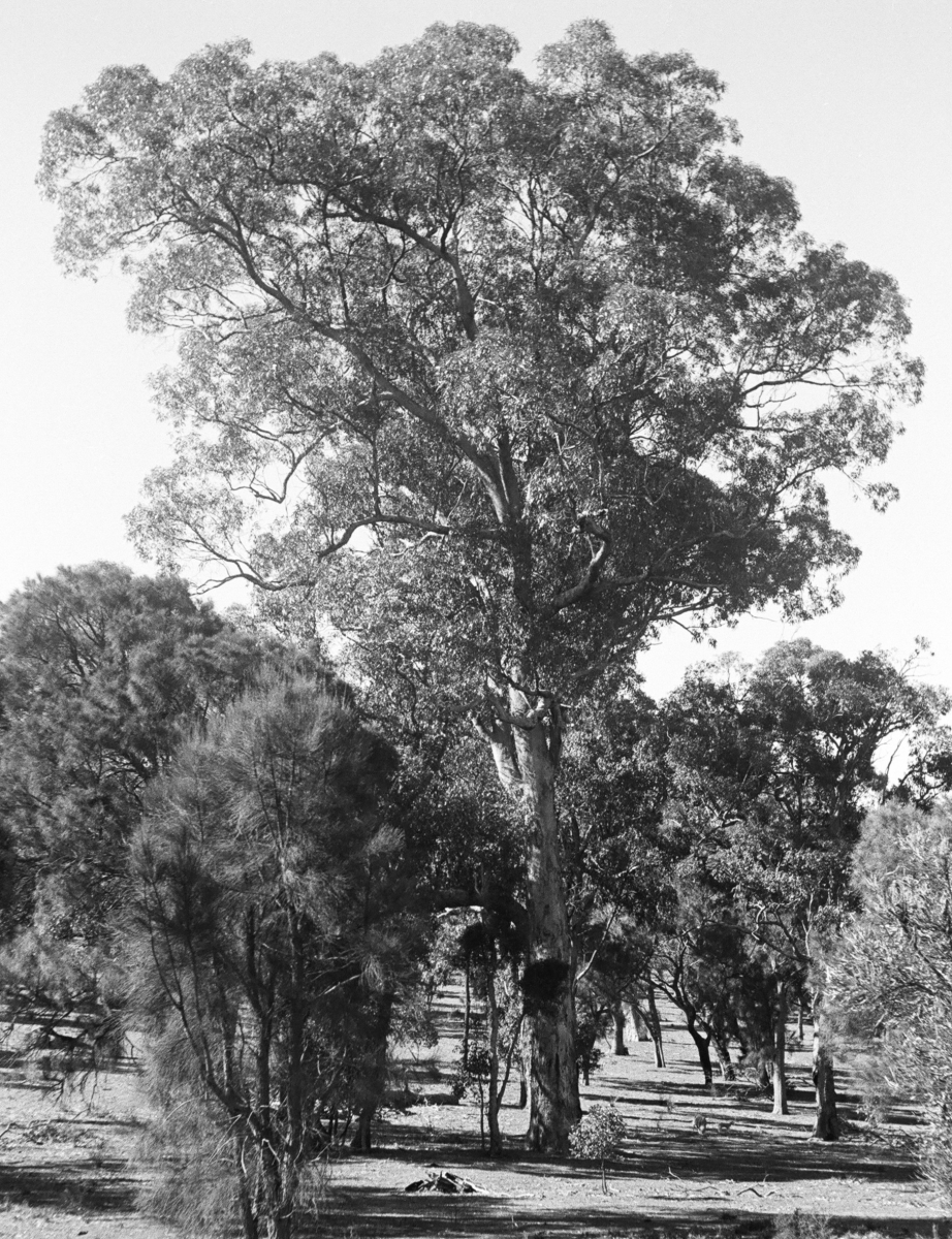 Tuart (Eucalyptus gomphocephala) – Robert Powell Tree Pictures