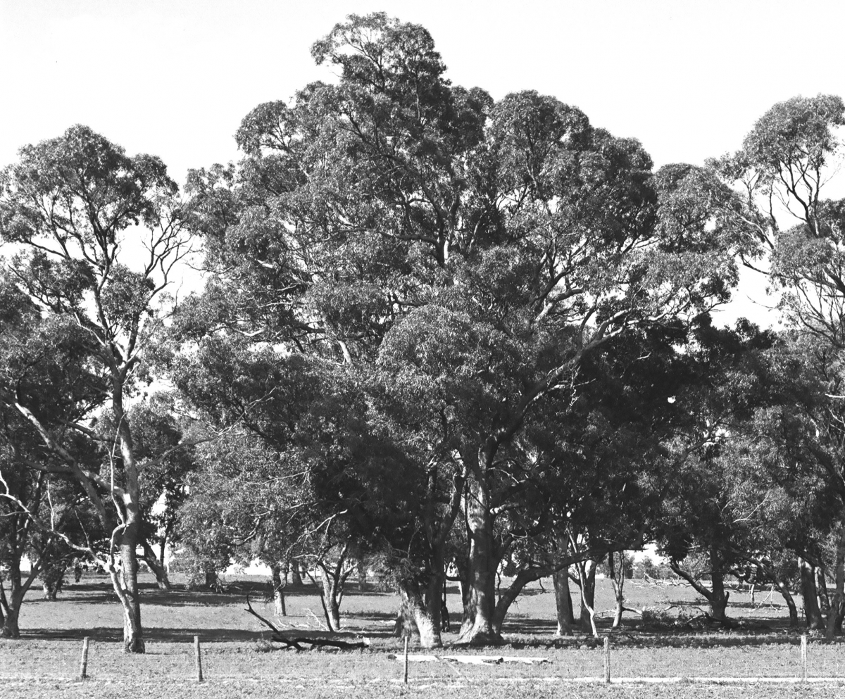 Tuart (Eucalyptus gomphocephala) – Robert Powell Tree Pictures