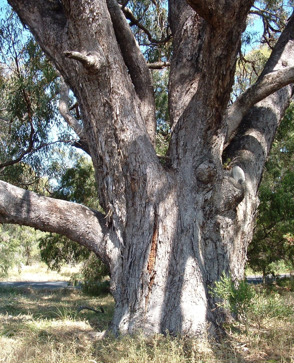 Tuart (Eucalyptus gomphocephala) – Robert Powell Tree Pictures