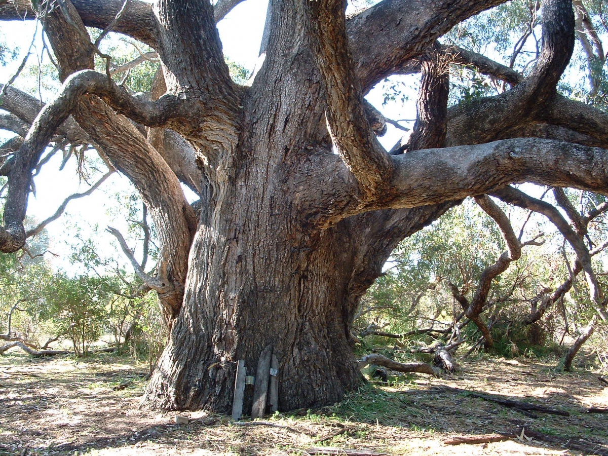 Tuart (Eucalyptus gomphocephala) – Robert Powell Tree Pictures