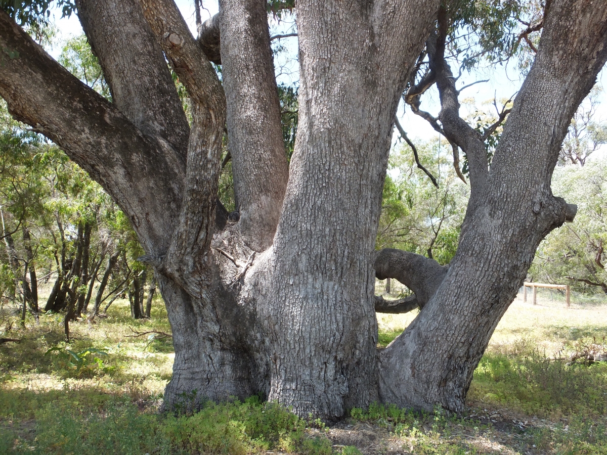 Tuart (Eucalyptus gomphocephala) – Robert Powell Tree Pictures